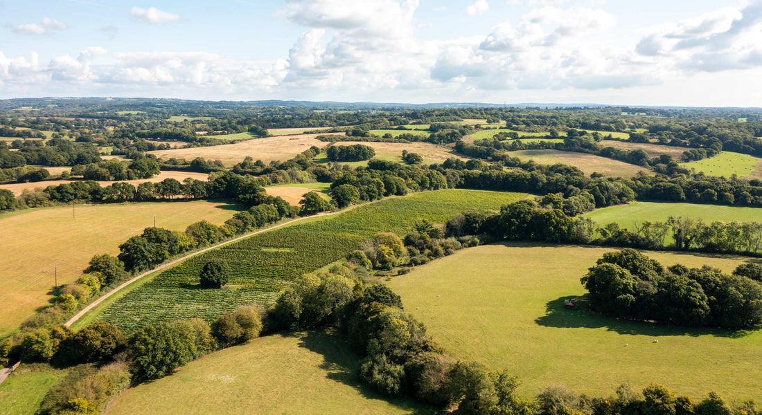 OFF THE LINE VINEYARD – offthelinevineyard